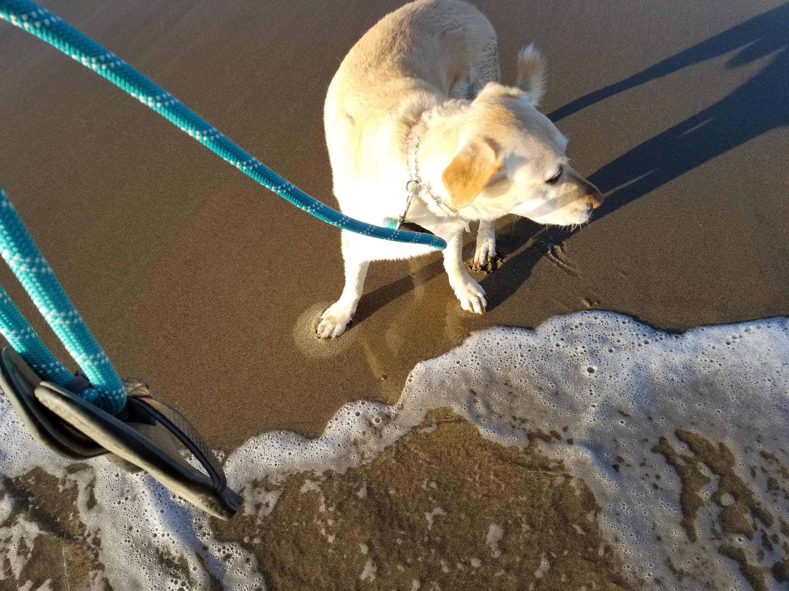 Leilani - Safe Harbor Lab Rescue