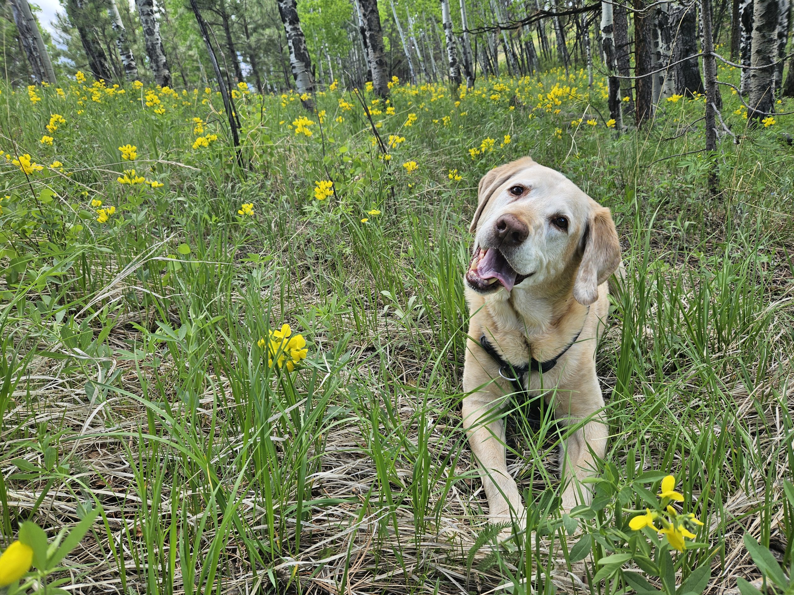 Cooper (formerly known as Buddy) - Safe Harbor Lab Rescue