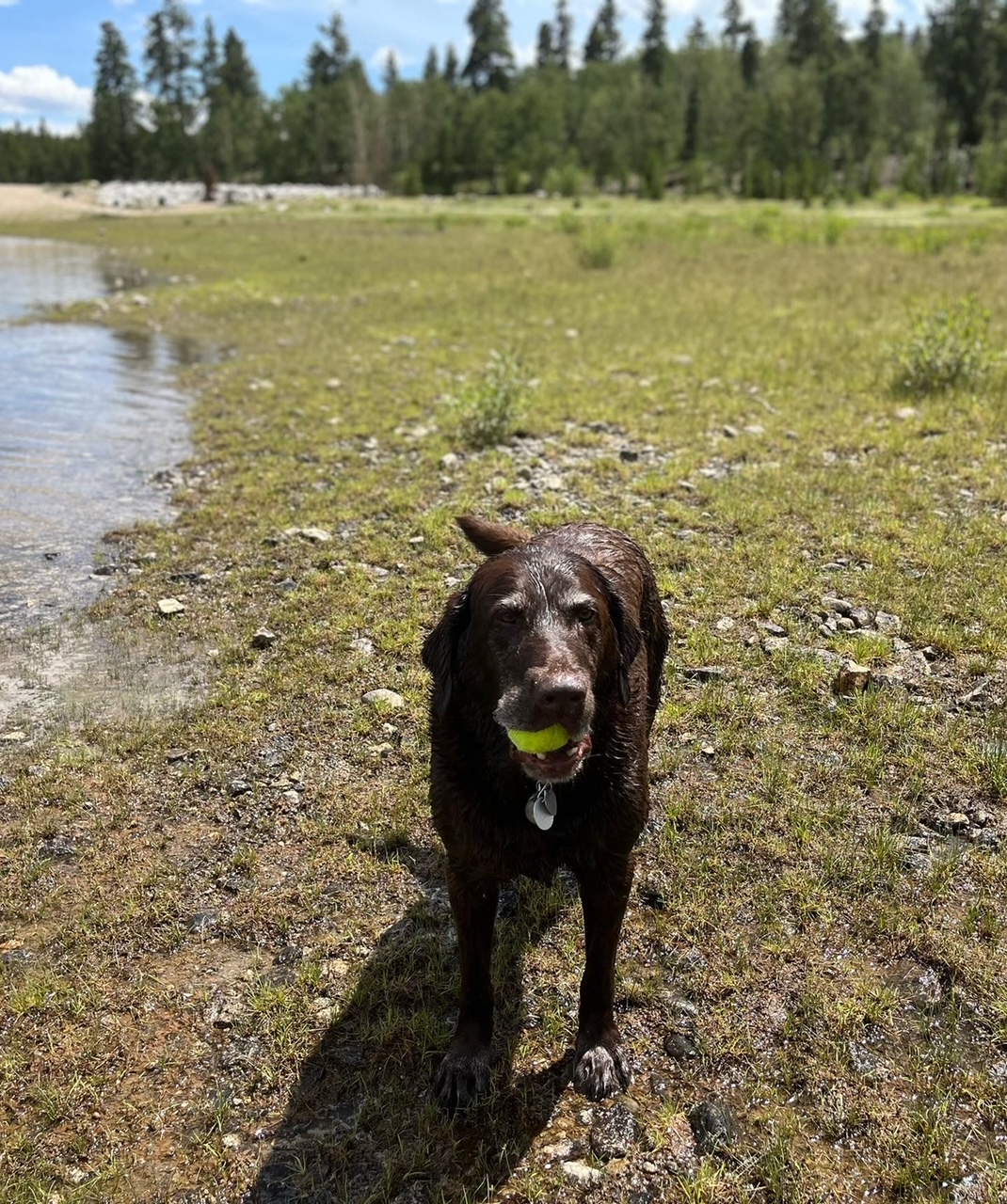 In Memory of "Nelson" - Safe Harbor Lab Rescue