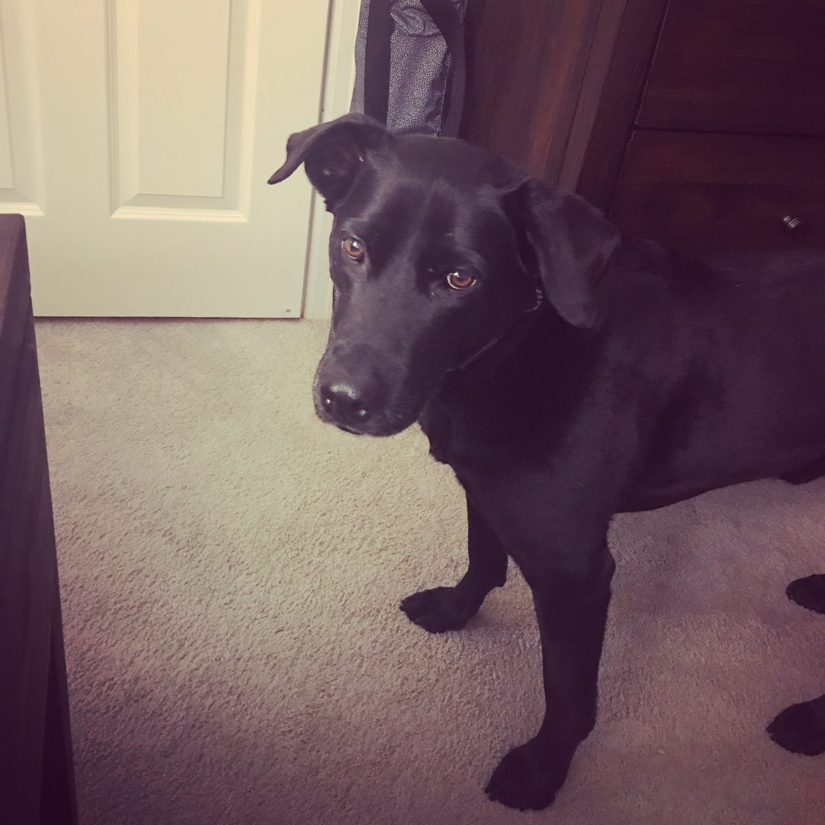 Sylvester - Safe Harbor Lab Rescue