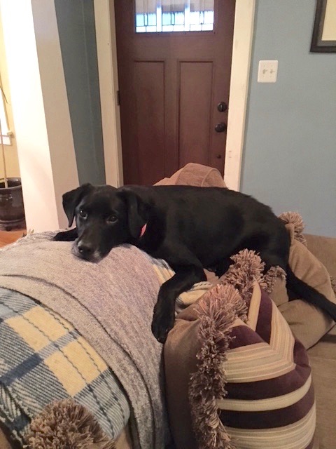 Bella Black - Safe Harbor Lab Rescue