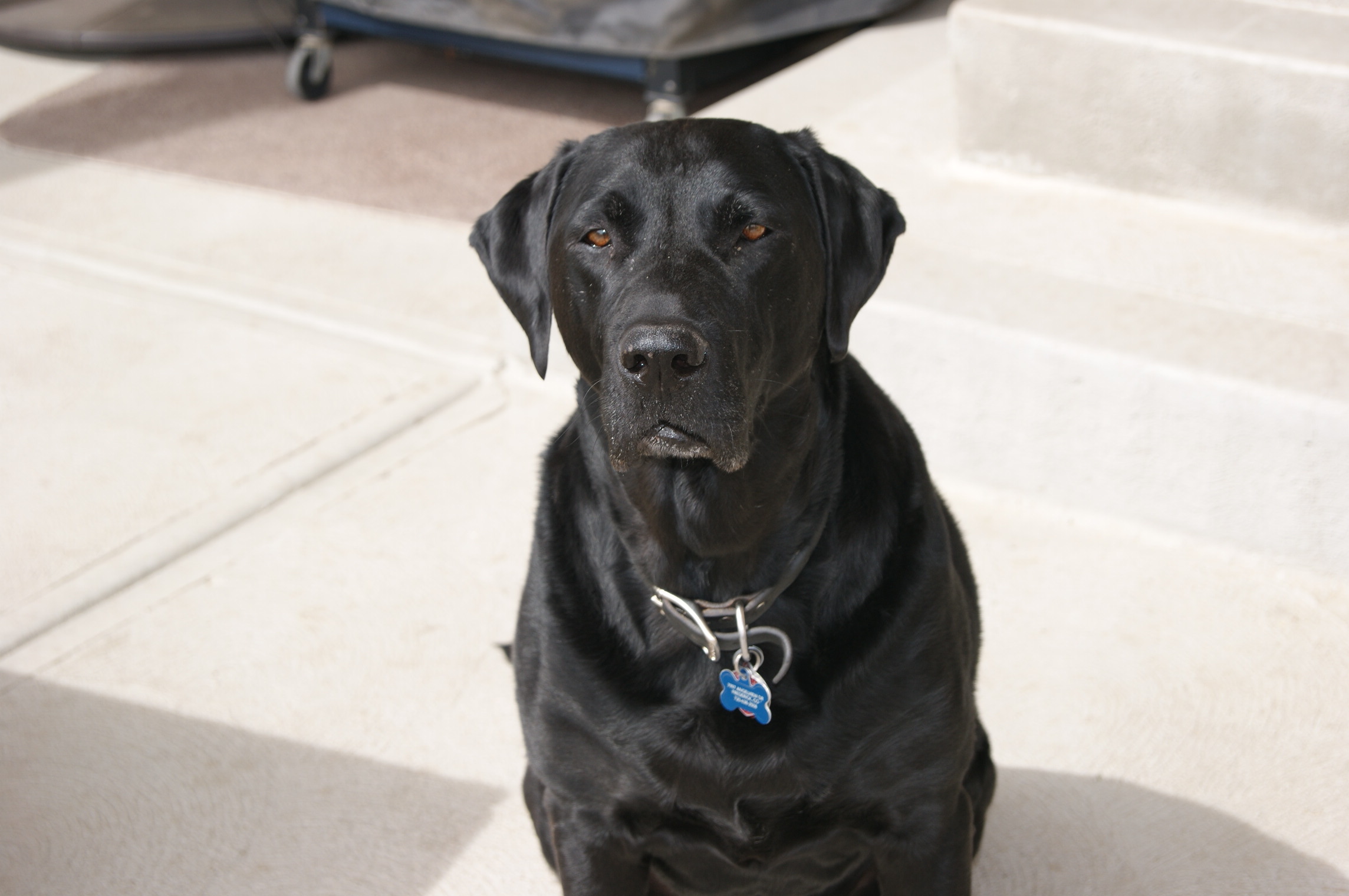 Buddy 2016 - Safe Harbor Lab Rescue