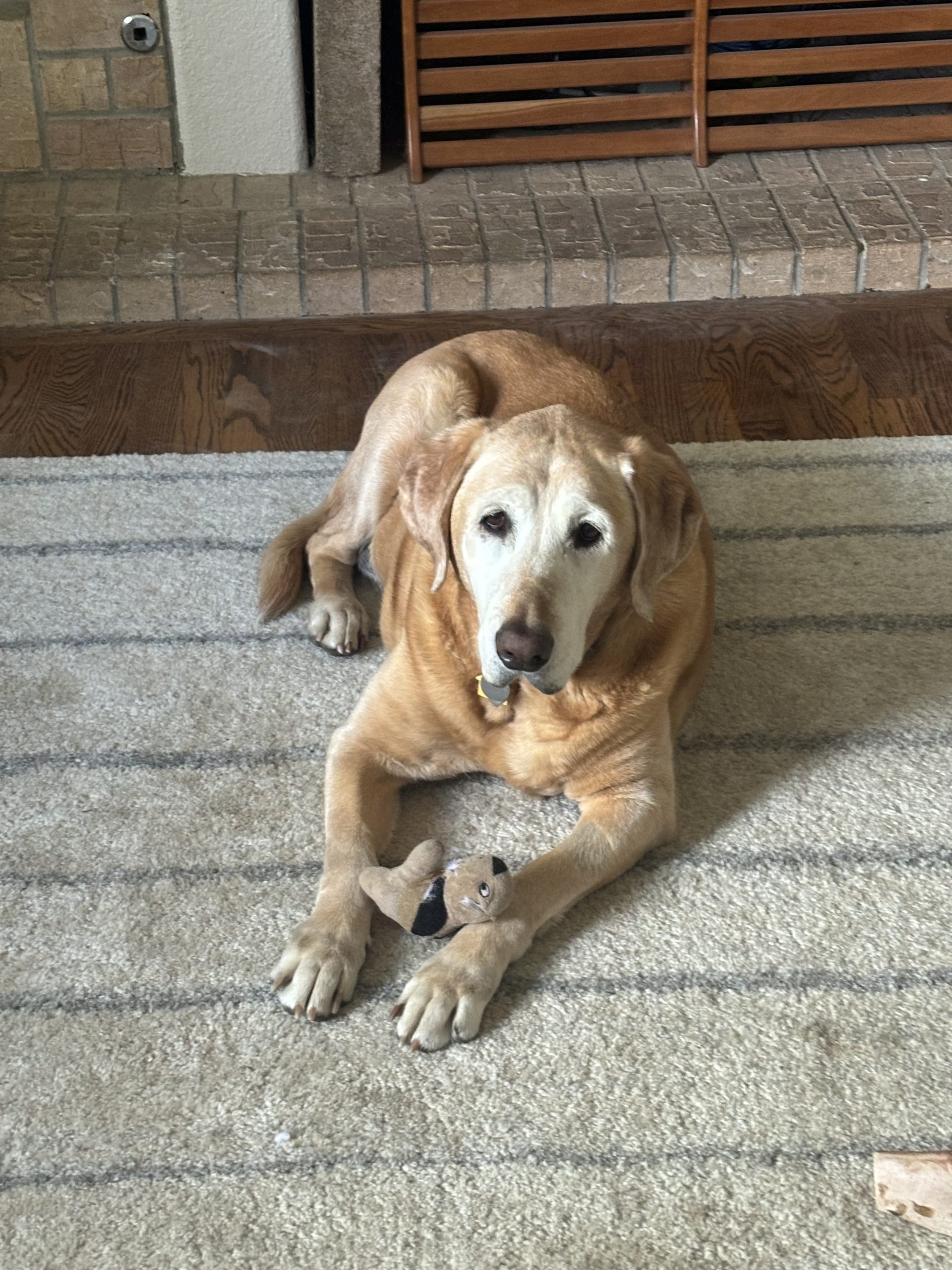 Daisy - Safe Harbor Lab Rescue