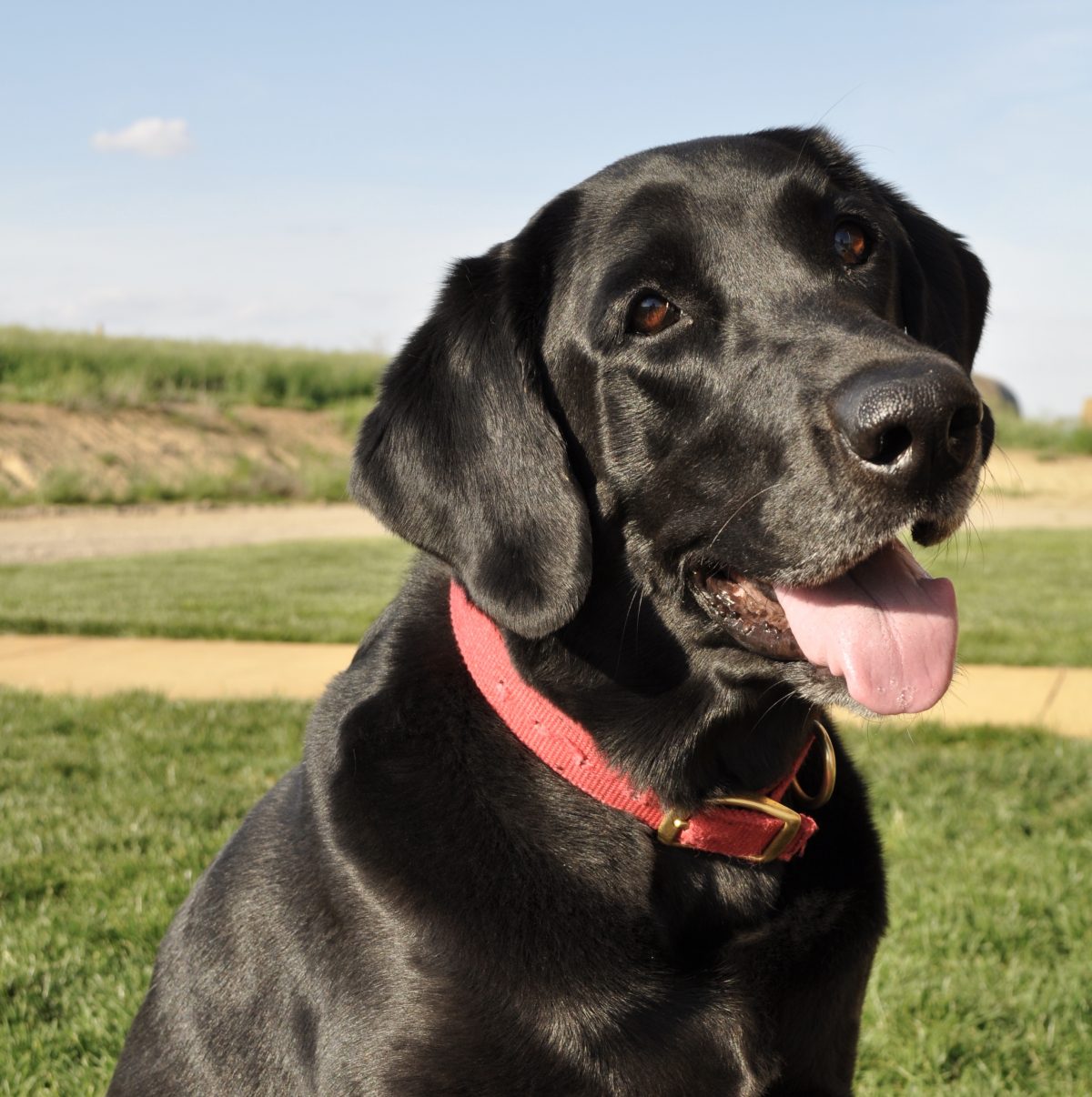 In Memory of "Diamond" - Safe Harbor Lab Rescue