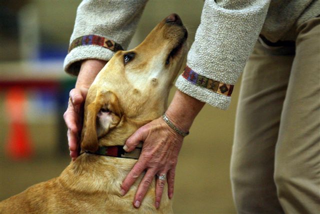 Dash (2004-2020) - Safe Harbor Lab Rescue