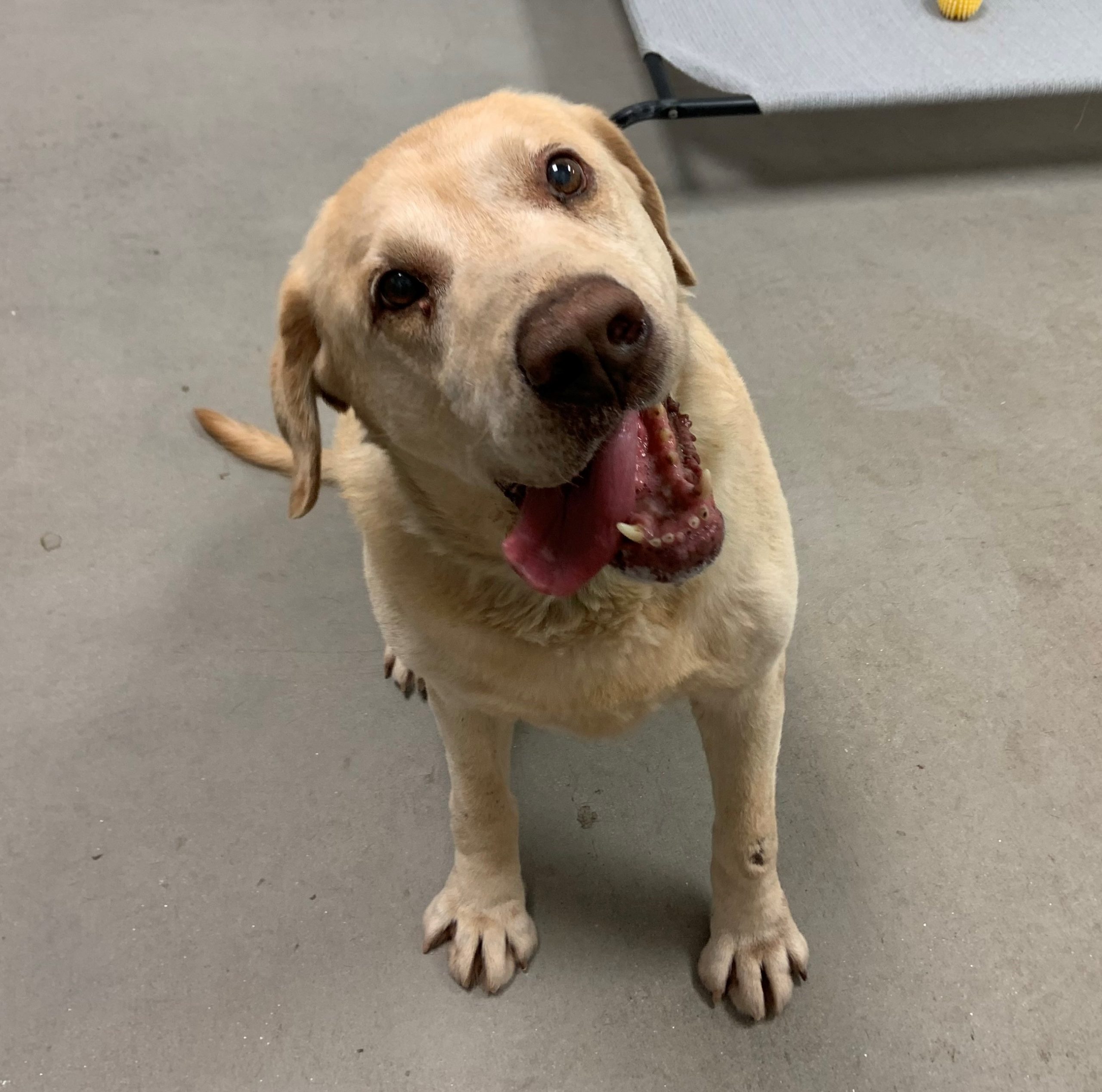 Drake - Safe Harbor Lab Rescue