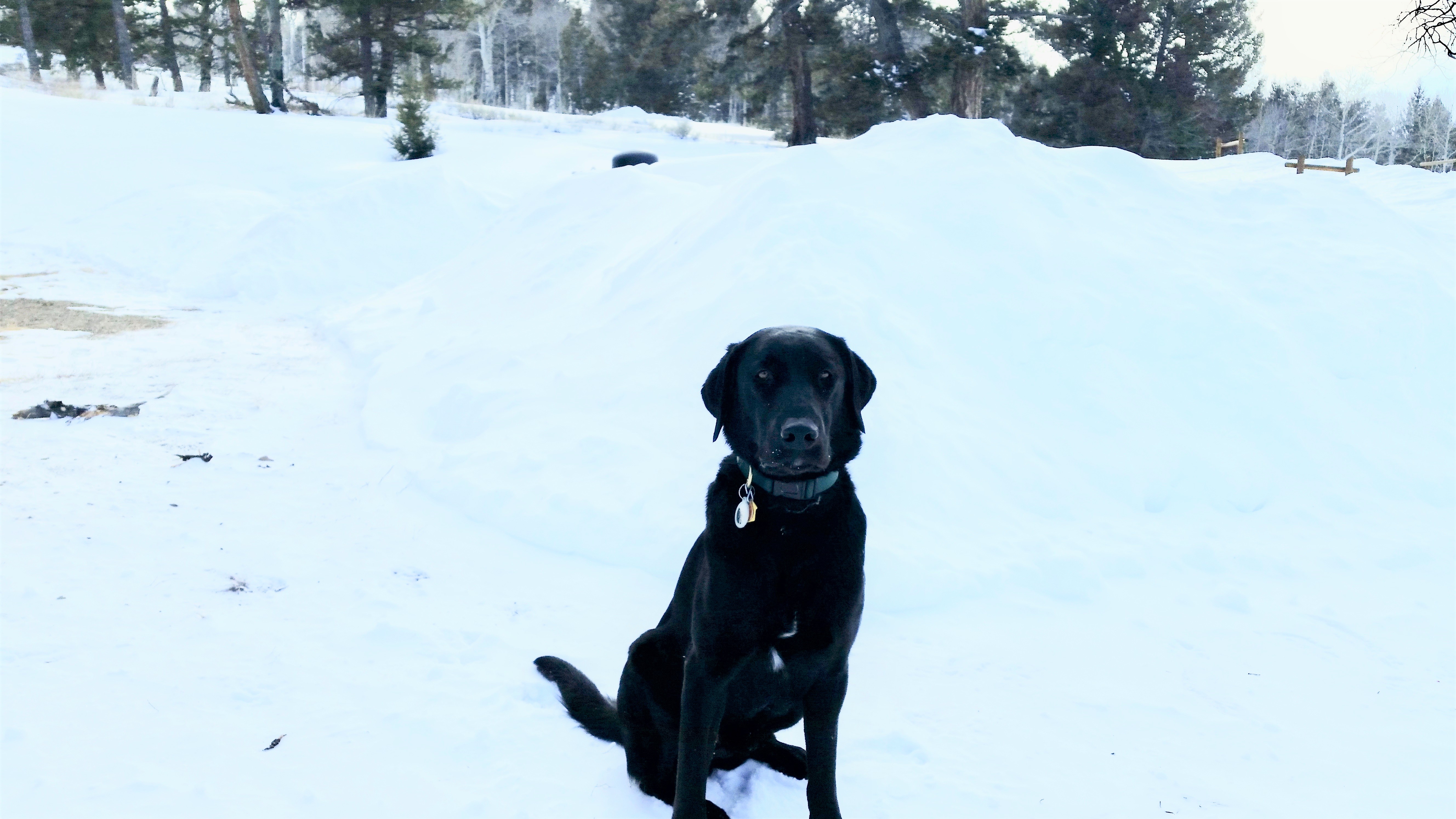 Forest - Safe Harbor Lab Rescue