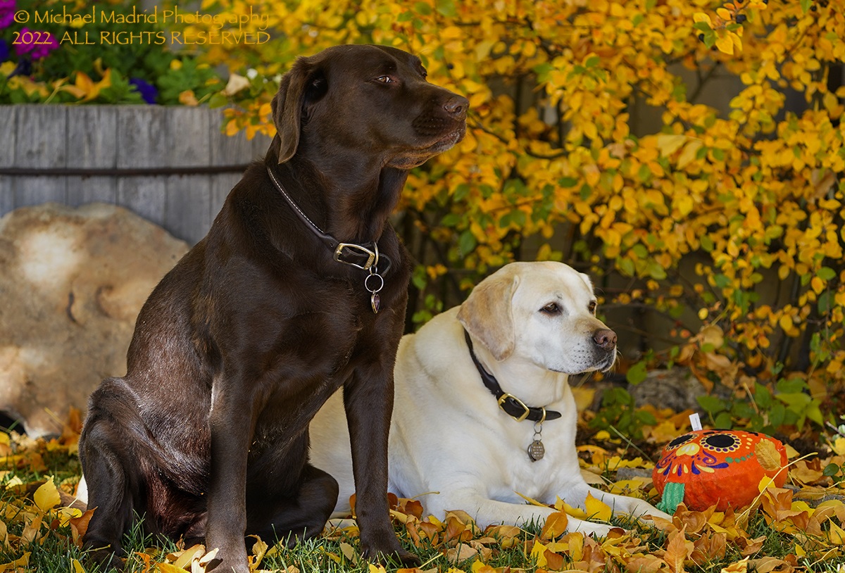 Gracie (Formerly known as Daisy Mae) - Safe Harbor Lab Rescue