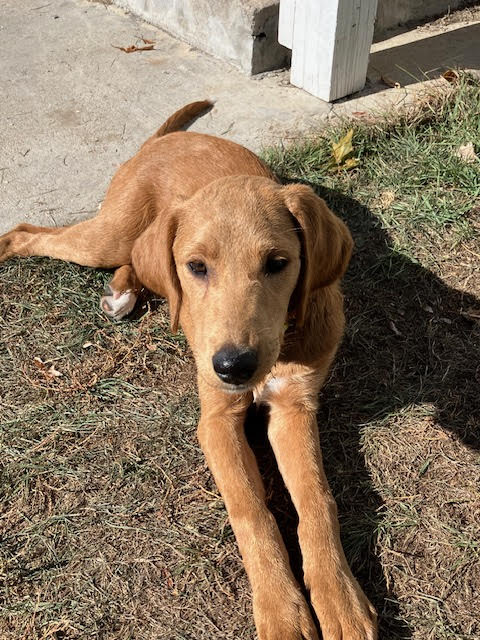 Harper (formerly Ginger) - Safe Harbor Lab Rescue