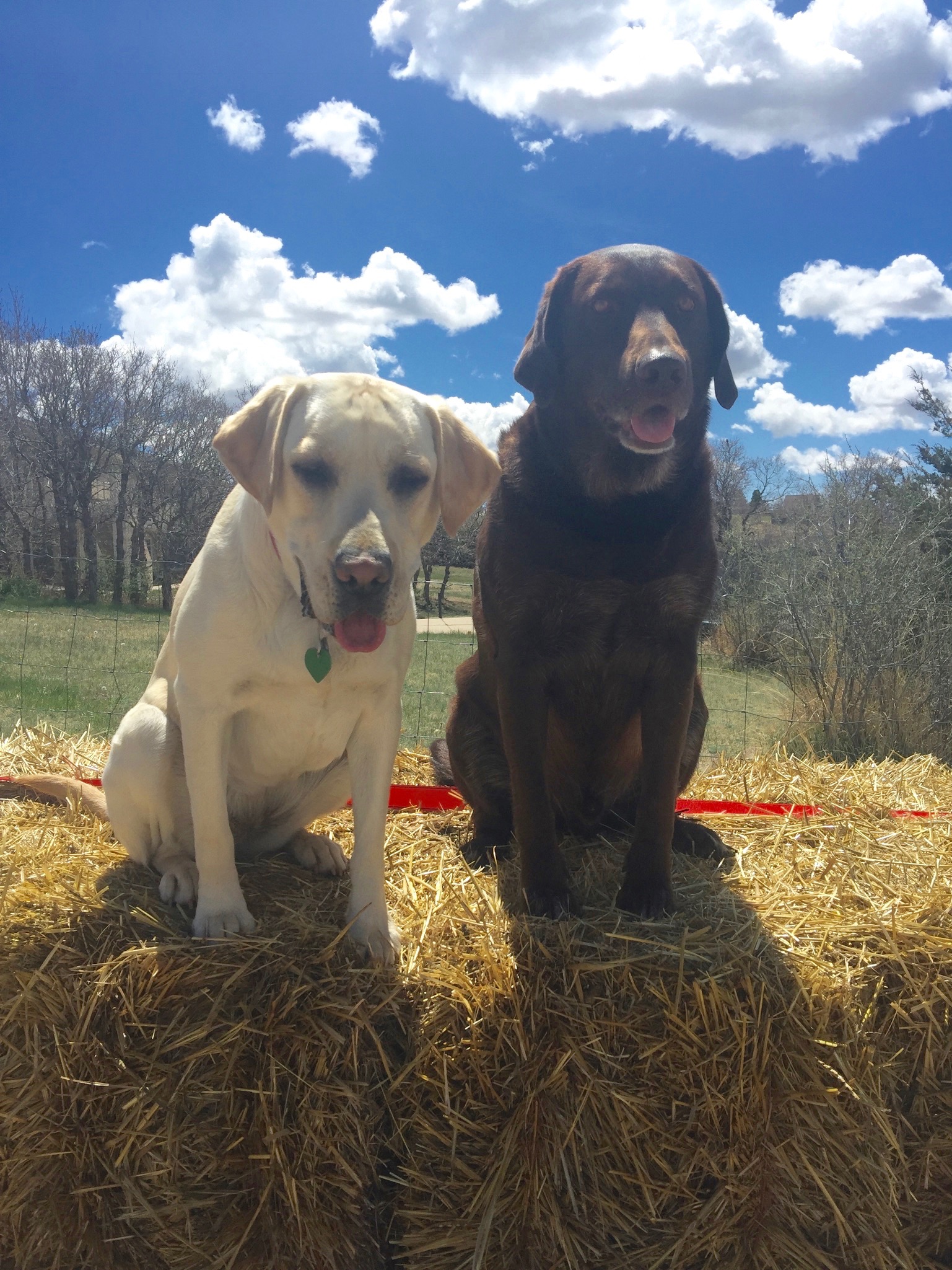 Mia - Safe Harbor Lab Rescue