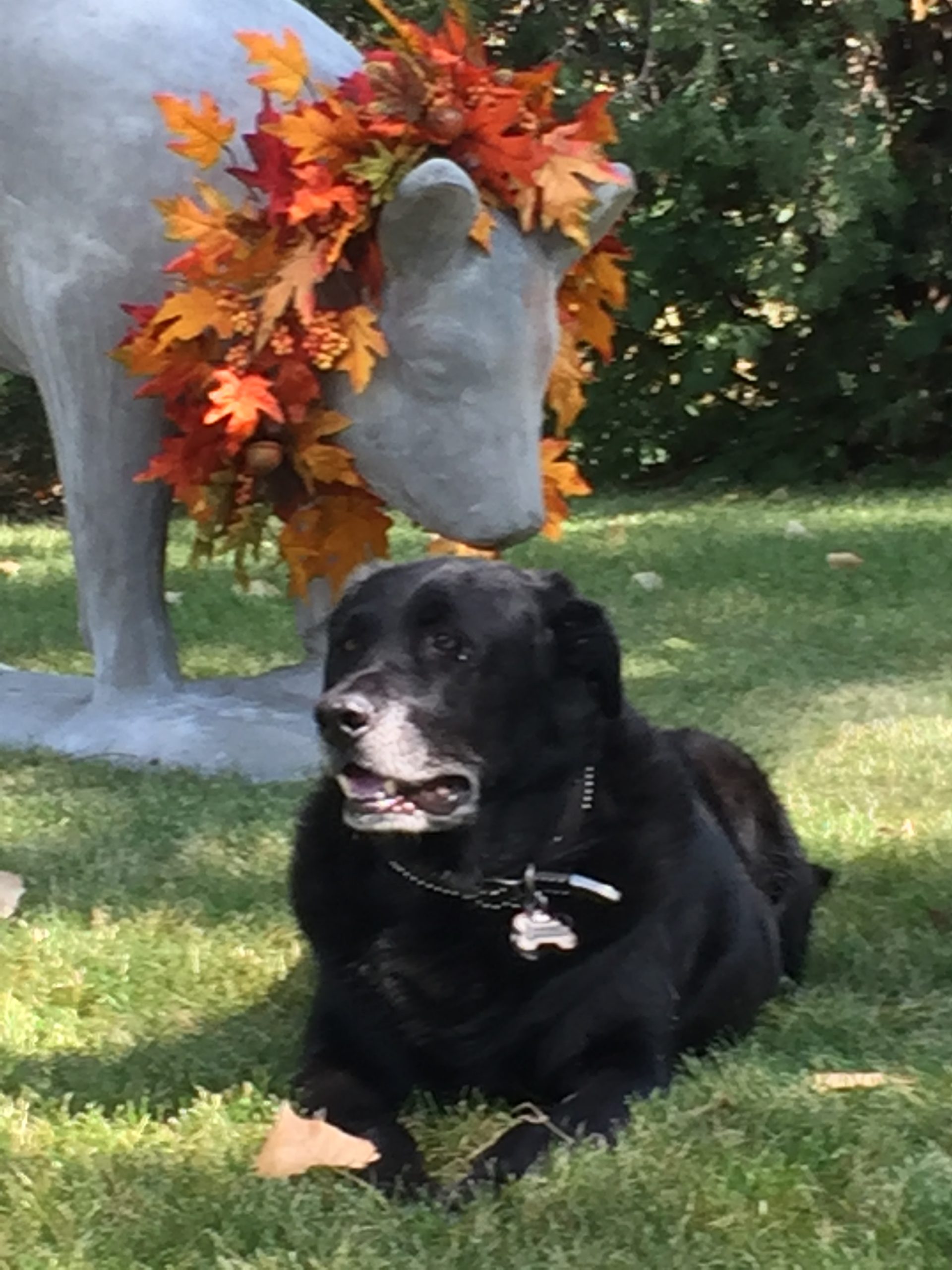 In Memory of "Romeo" - Safe Harbor Lab Rescue