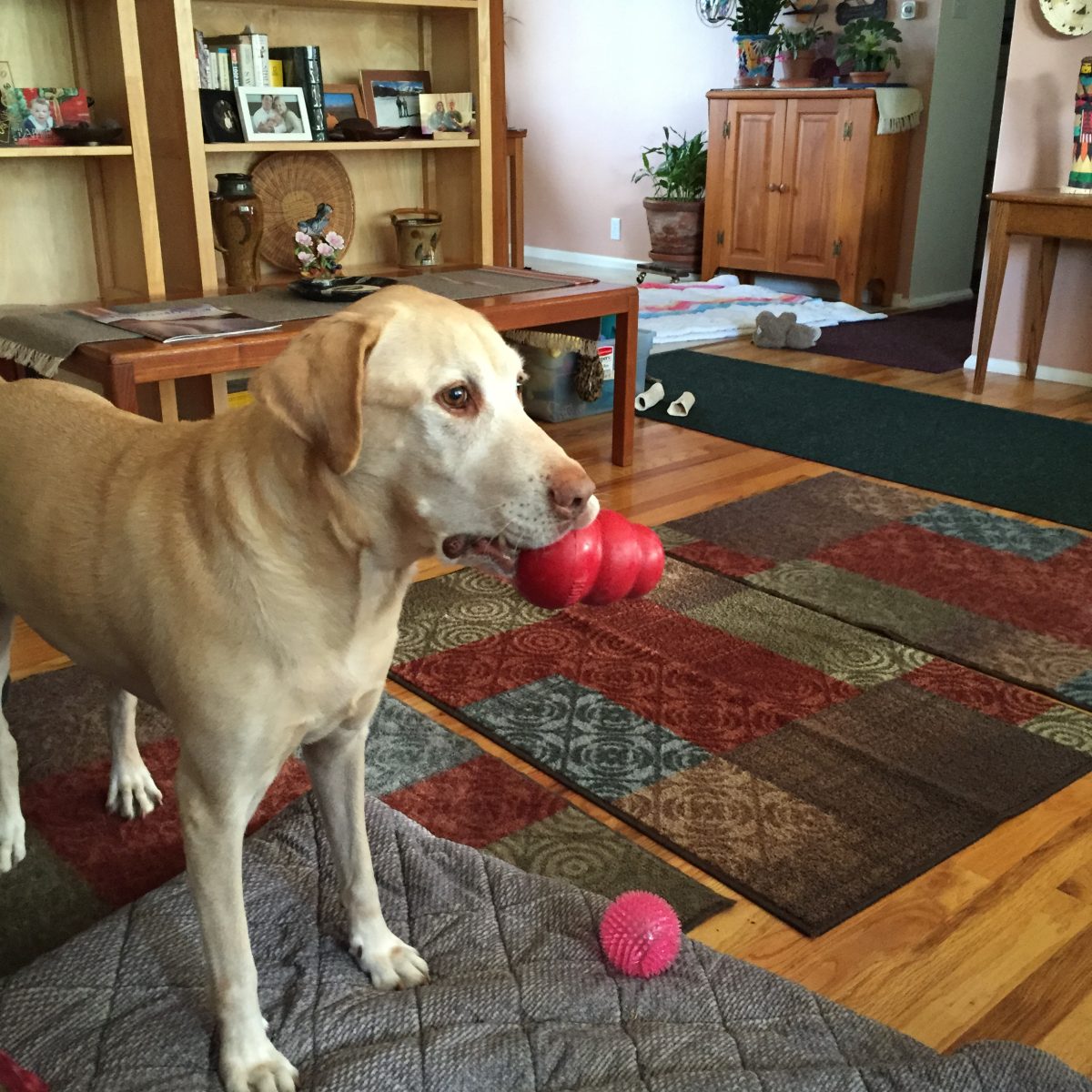 Hercules (Herc) - Safe Harbor Lab Rescue