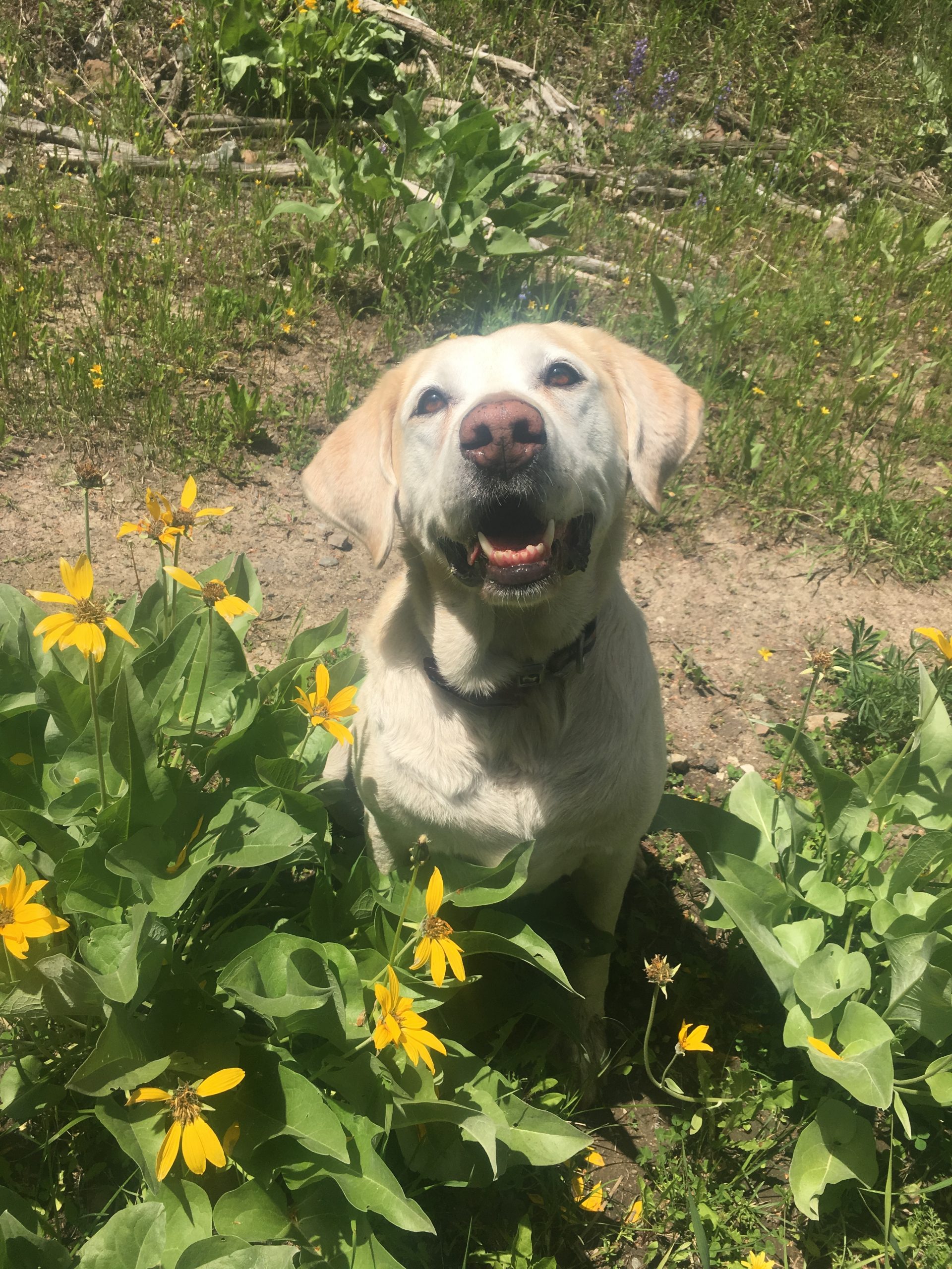 Abbey - Safe Harbor Lab Rescue