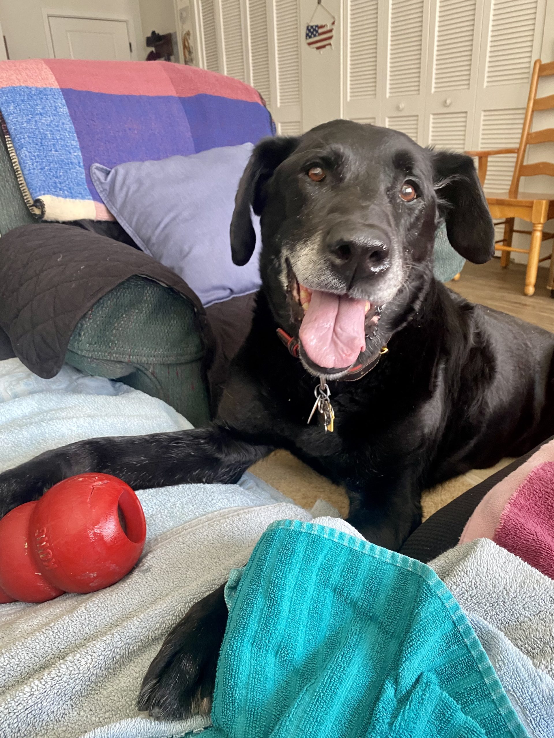 Lucas (Formerly known as Blackie) - Safe Harbor Lab Rescue