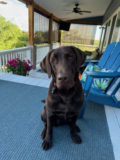 Charlie (Formerly known as Doc) - Safe Harbor Lab Rescue