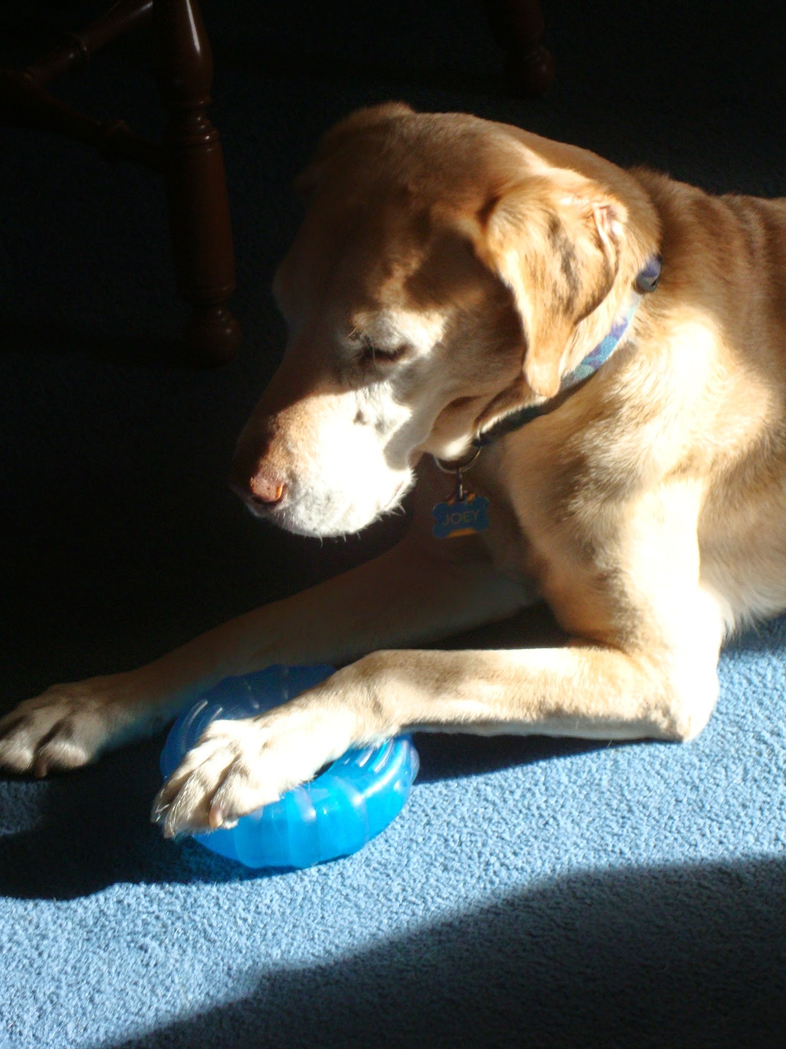 Joey (2012) - Safe Harbor Lab Rescue