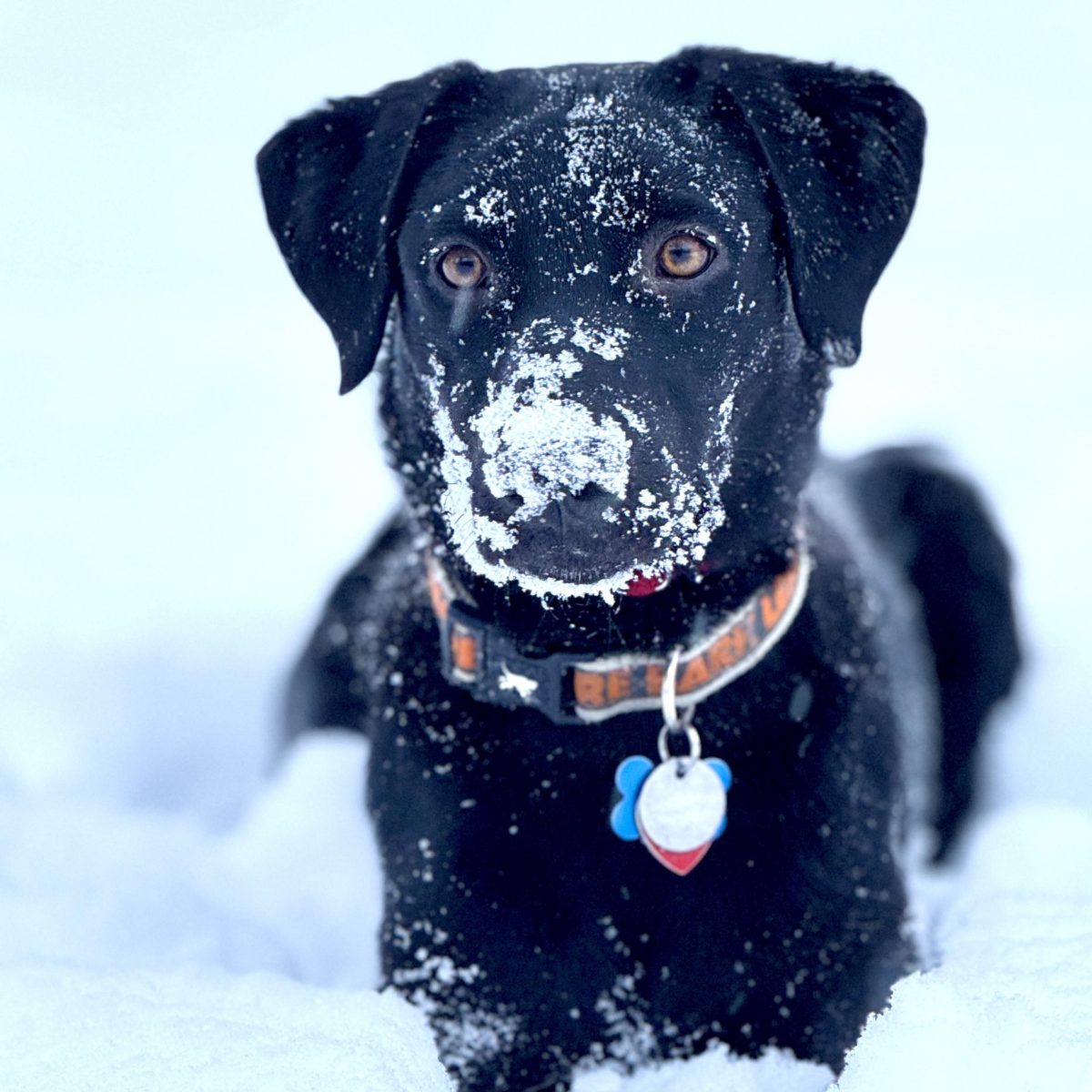 Ladybug - Safe Harbor Lab Rescue