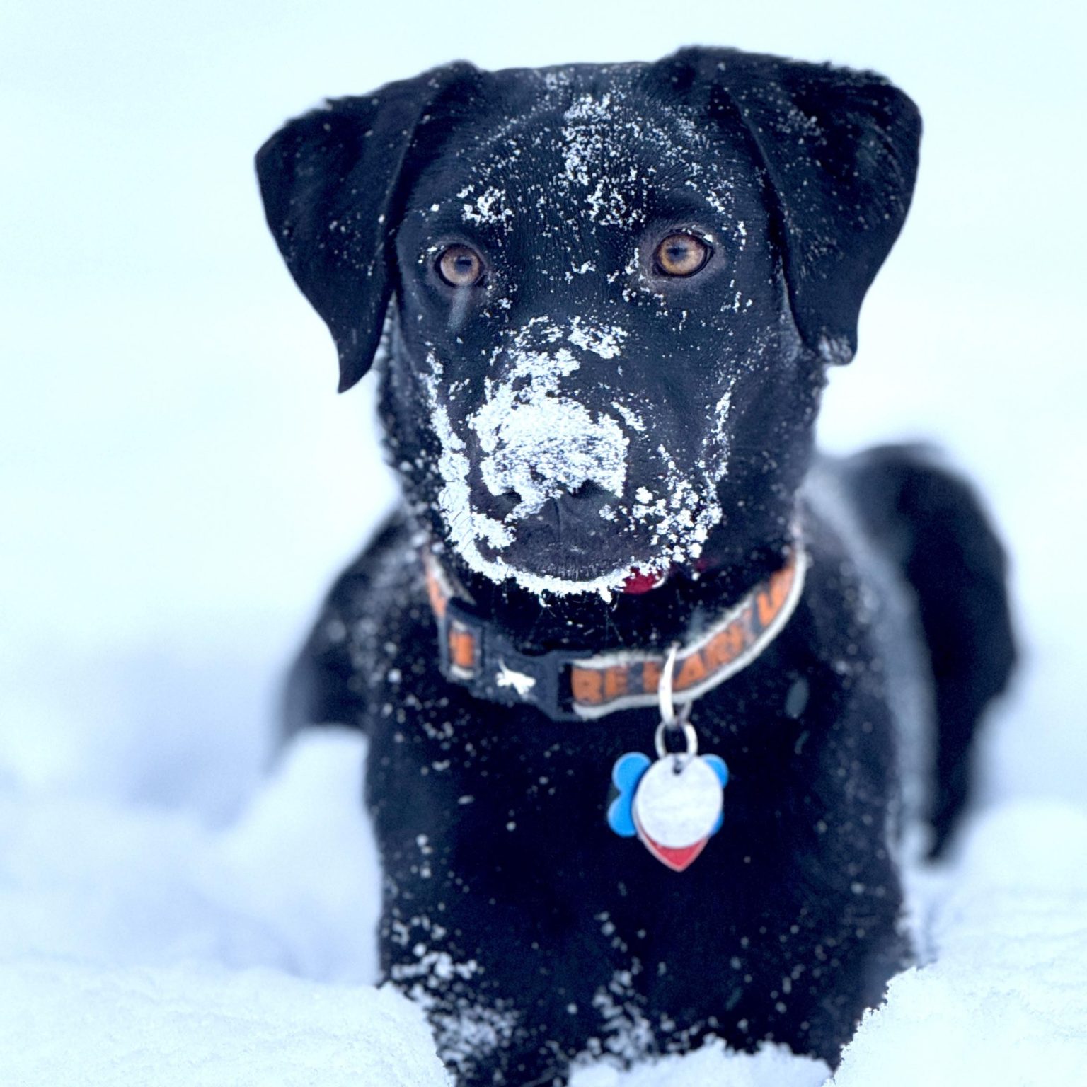 Ladybug - Safe Harbor Lab Rescue