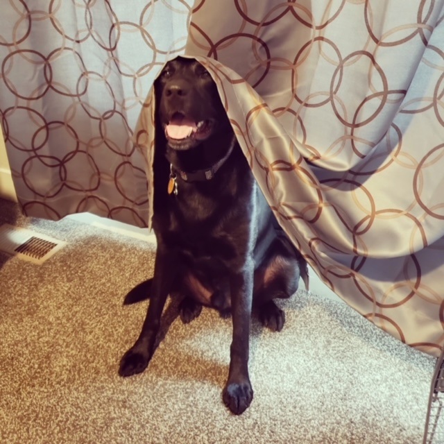 Luke - Safe Harbor Lab Rescue
