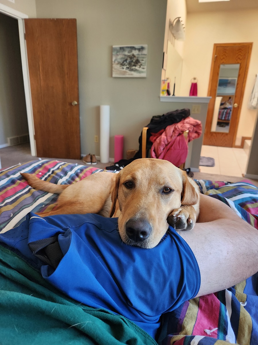 Maizee (Formerly known as Freya) - Safe Harbor Lab Rescue