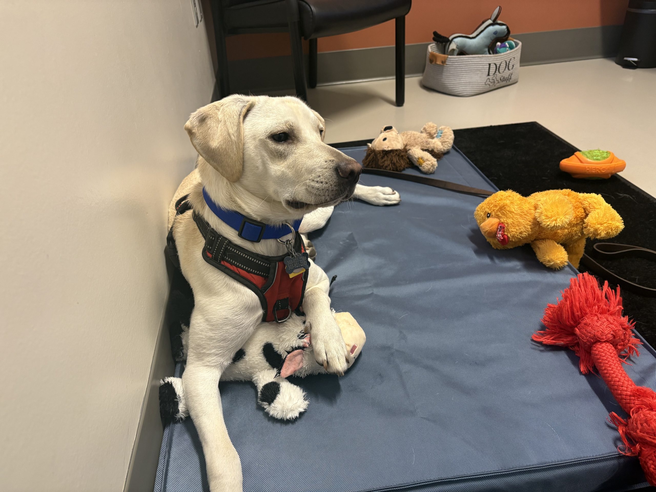 MALCOLM: CORRECTIVE ORTHOPEDIC SURGERY - Safe Harbor Lab Rescue