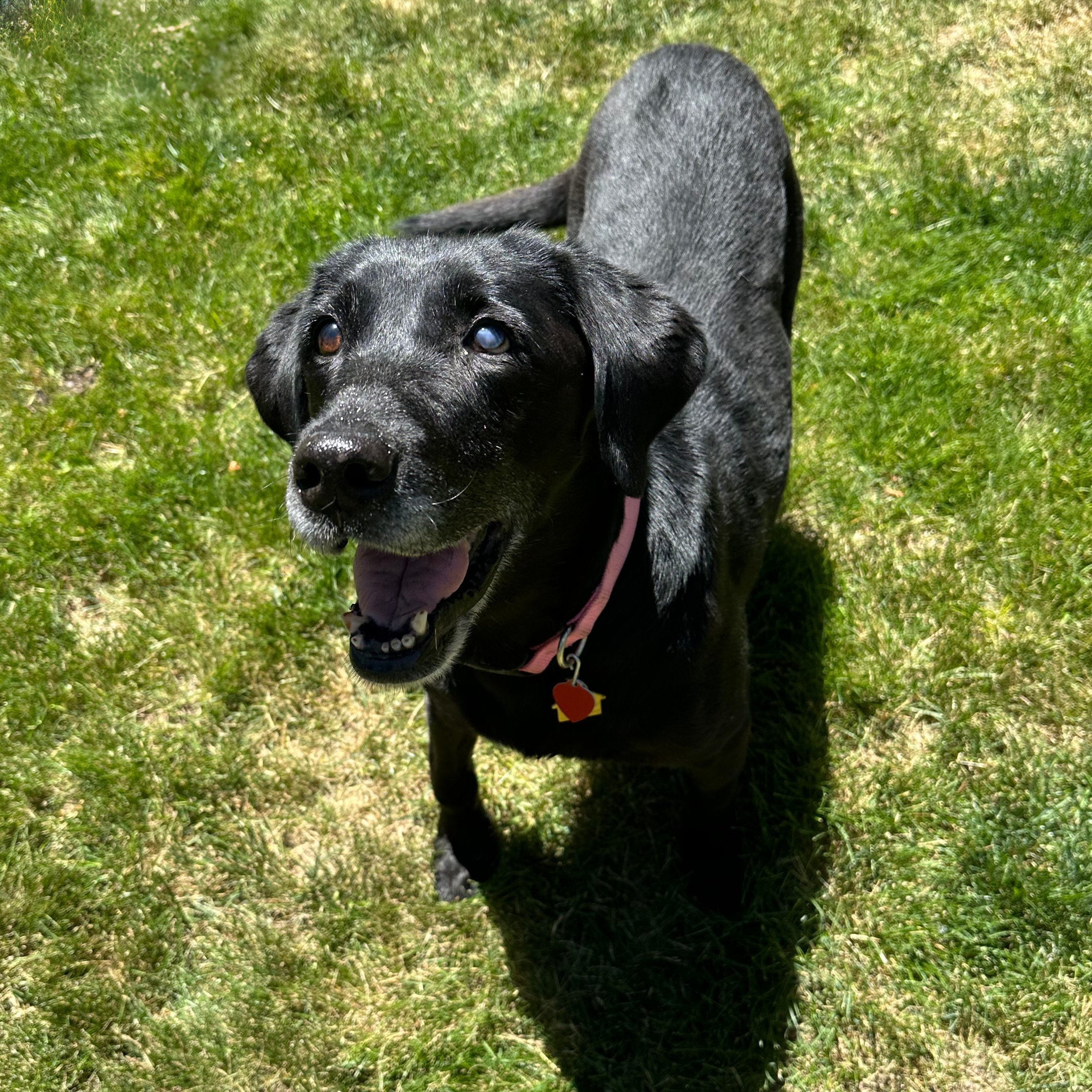 Millie: Cancer - Safe Harbor Lab Rescue