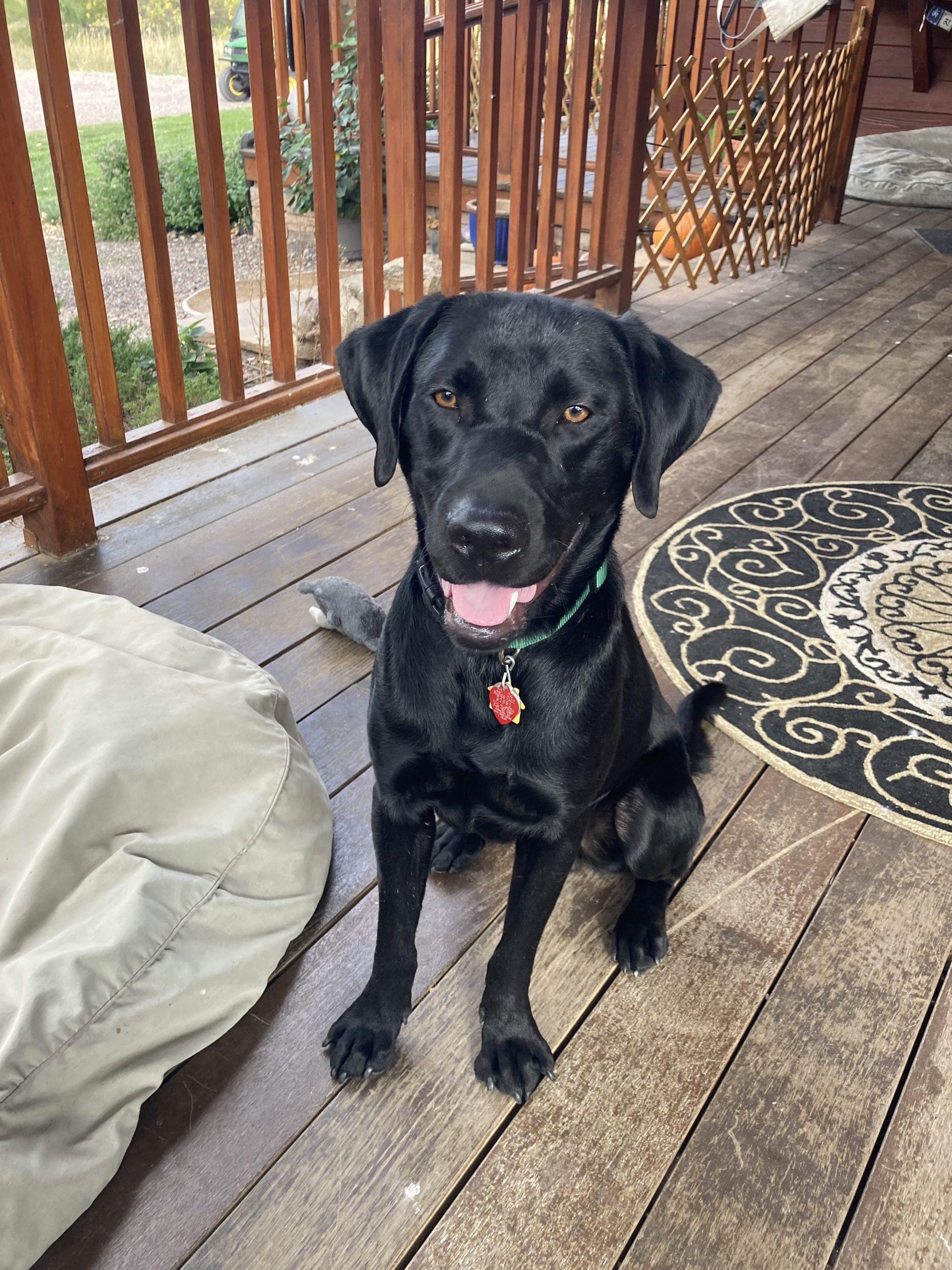 Moti (Formerly known as Chip) - Safe Harbor Lab Rescue