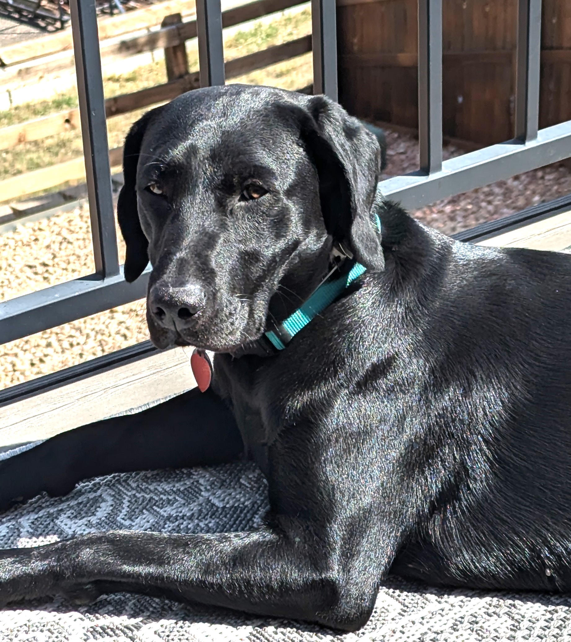 NYLA: TPLO SURGERY FOR TORN CRANIAL CRUCIATE LIGAMENT (CCL) and ...