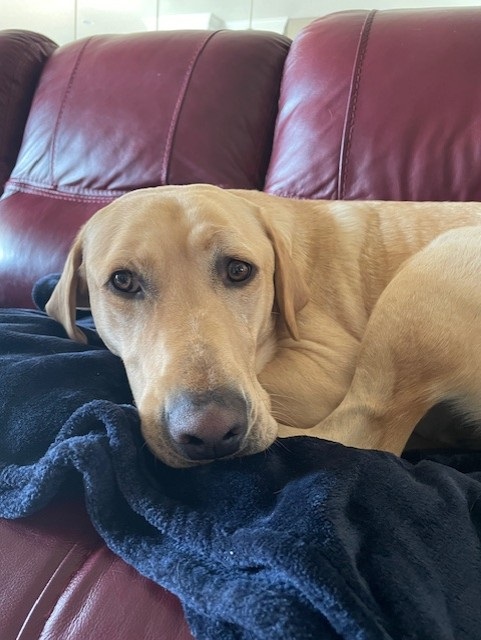 Harvey (Formerly known as Tanner) - Safe Harbor Lab Rescue