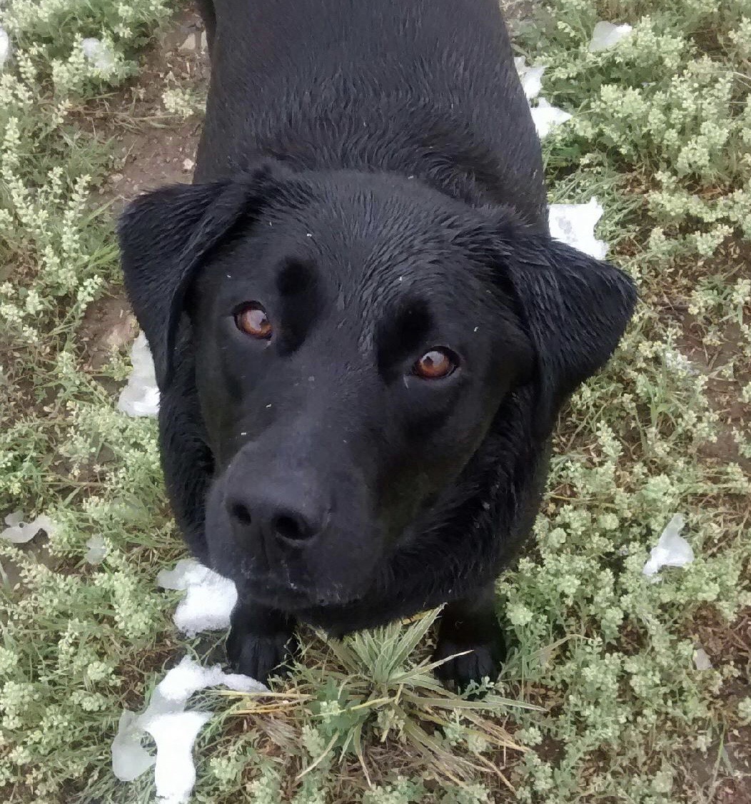 Zahra - Safe Harbor Lab Rescue