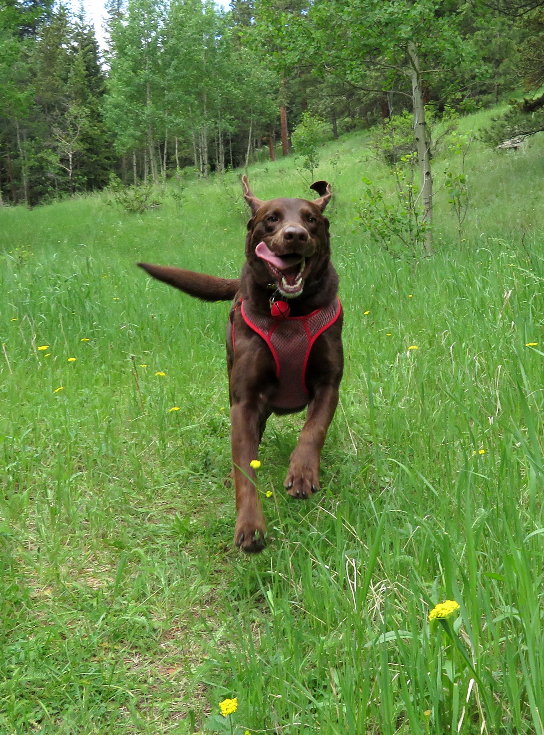 Bosco (formerly known as Jacob) - Safe Harbor Lab Rescue