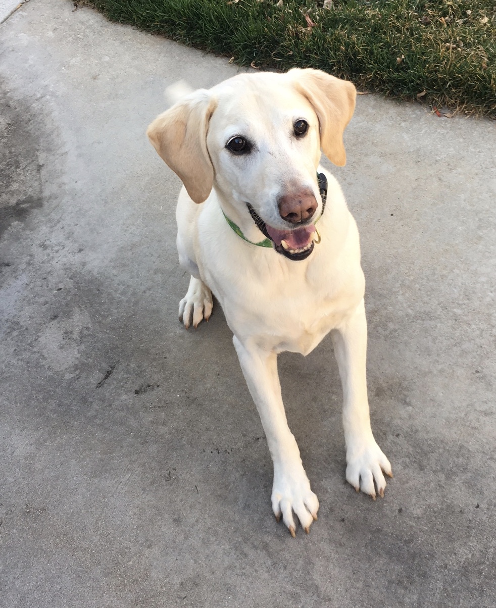 Henri - Safe Harbor Lab Rescue